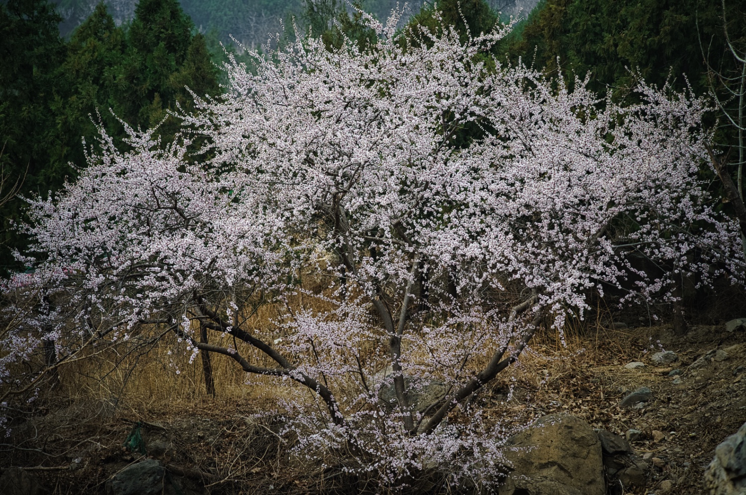 Dreamility – Frish's Blog