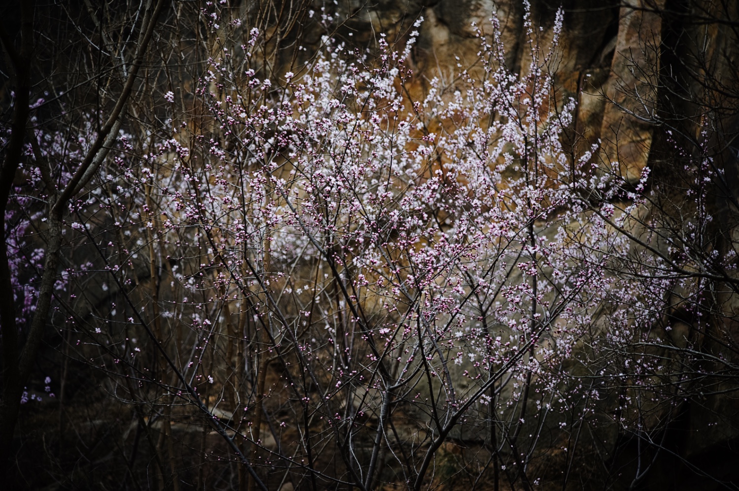 Dreamility – Frish's Blog
